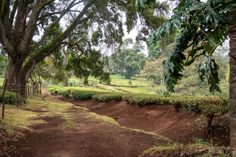 Beautiful Garden Tea Plantation Dirt Path Stock Photos - Free & Royalty ...