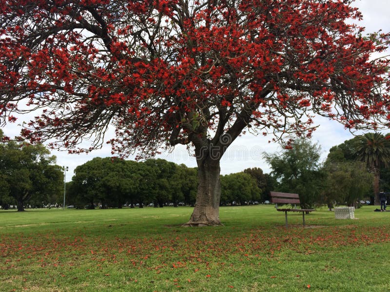 Beautiful Garden between Tree on Several Flowers. Stock Photo - Image ...