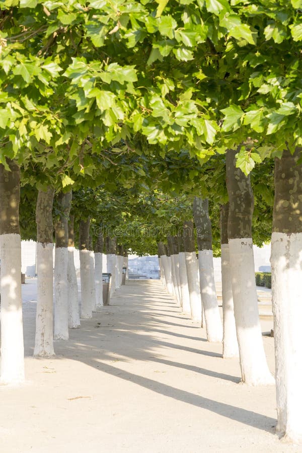 Beautiful garden, trees stock image. Image of freshness - 74766431