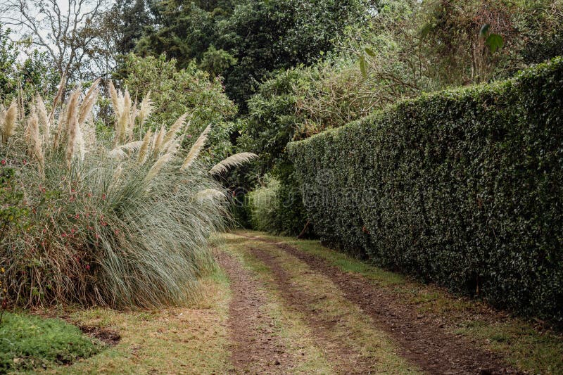 Beautiful Garden with Trimmed Hedges and Ornamental Grass, with a Dirt ...