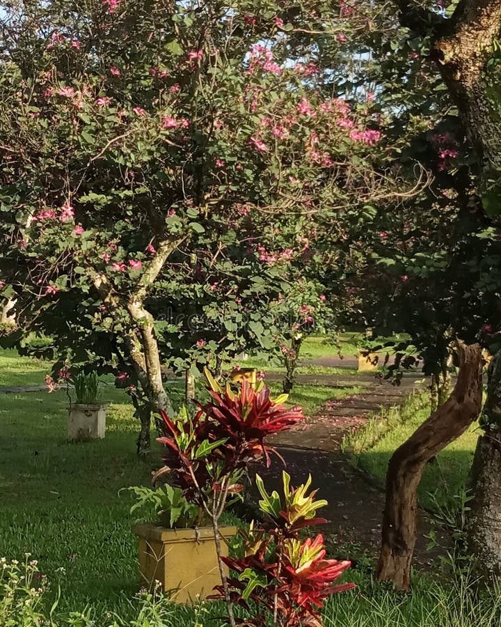 A Beautiful Garden in West Java Indonesia Stock Photo - Image of java ...