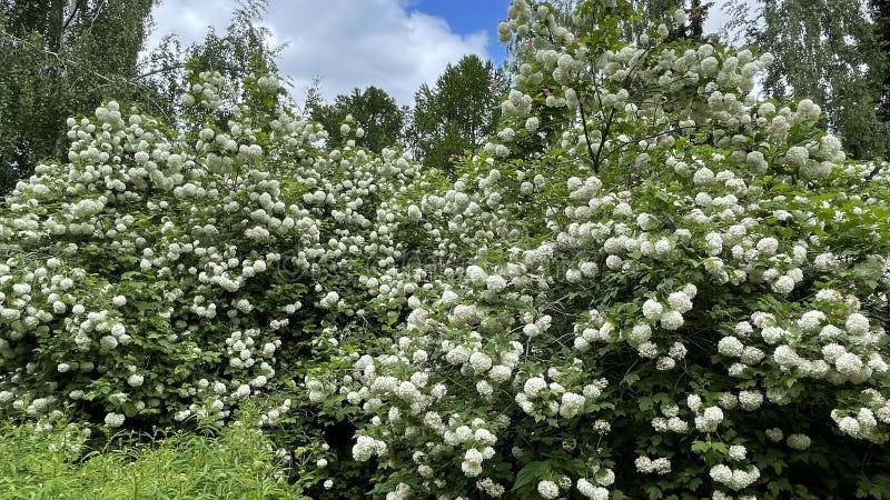 Beautiful Garden with White Flowers Stock Photo - Image of gift, garden ...