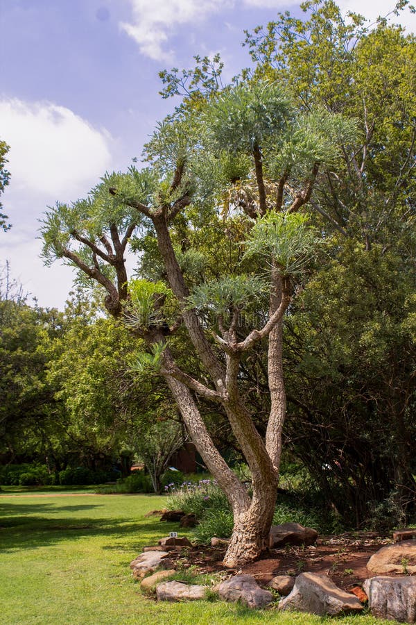 Interesting Exotic Tree in a Botanical Garden Stock Photo - Image of ...