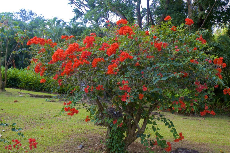 Tree Blossoming with Red Flowers Stock Image - Image of flowers ...