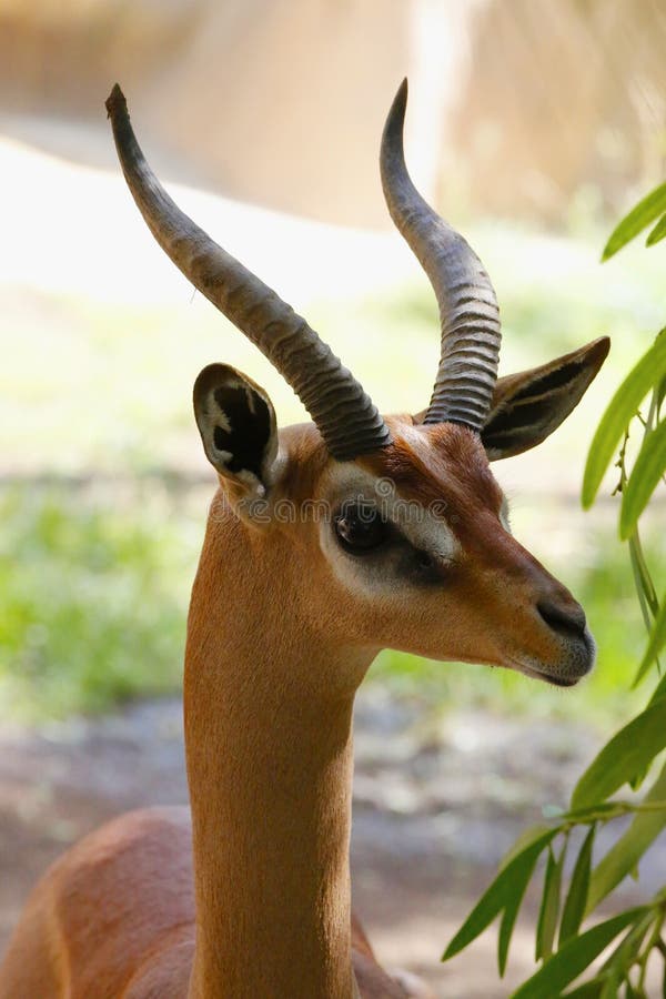 A beautiful gazelle editorial stock photo. Image of beautiful - 45289638