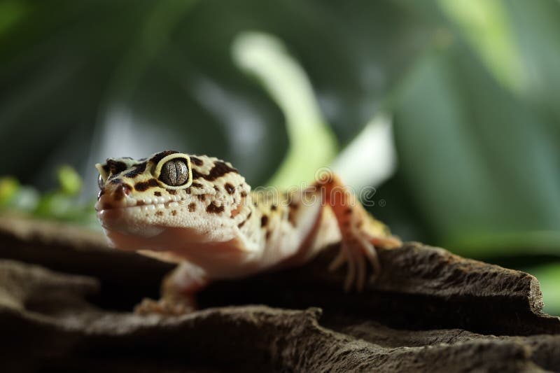 Beautiful Gecko on Tree Stump Outdoors, Closeup Stock Photo - Image of ...