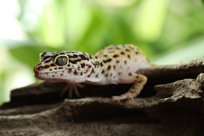 Beautiful Gecko on Tree Stump Outdoors, Closeup Stock Photo - Image of ...