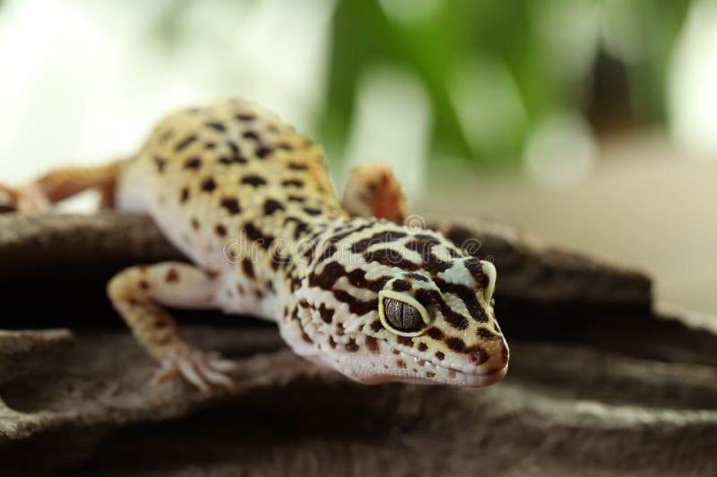 Beautiful Gecko on Tree Stump Outdoors, Closeup Stock Image - Image of ...