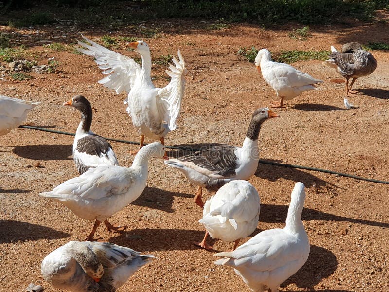 Beautiful Geese Sun Bathing in the Morning Stock Photo - Image of ...