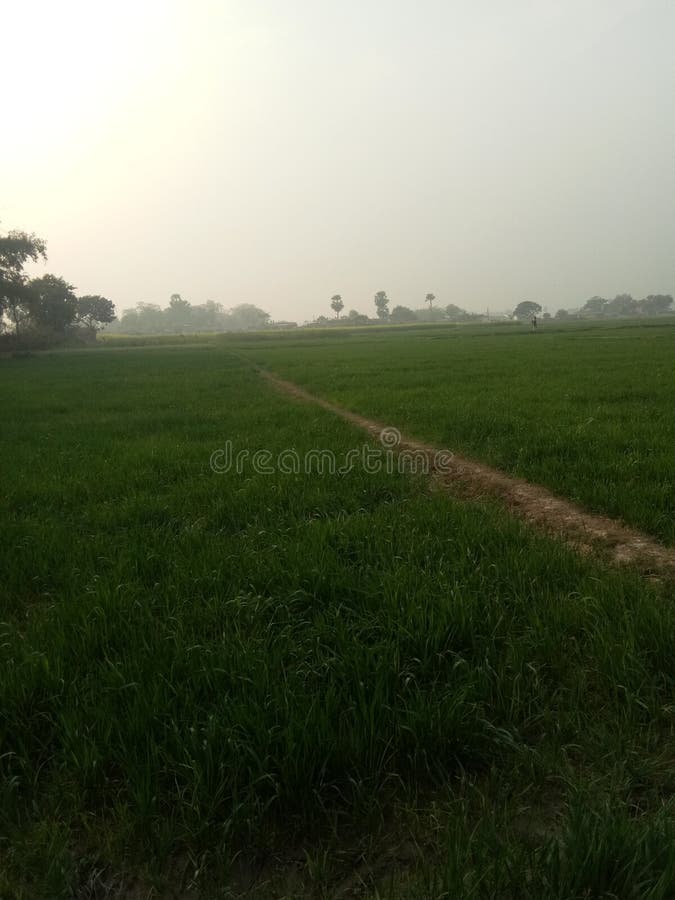 Beautiful Gehu Stock Photos - Free & Royalty-Free Stock Photos from ...