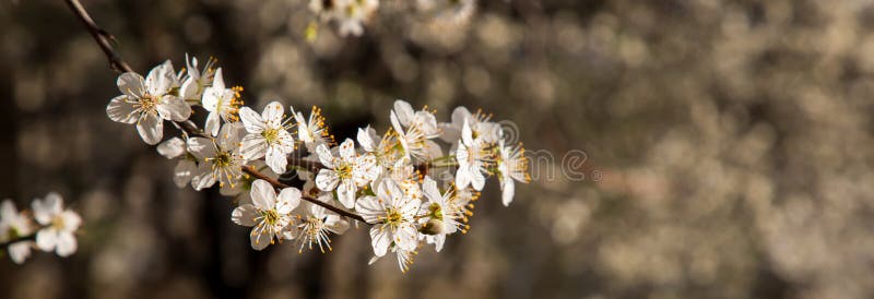 Beautiful Gentle Colors of the Blossom Tree in Spring. Stock Image ...