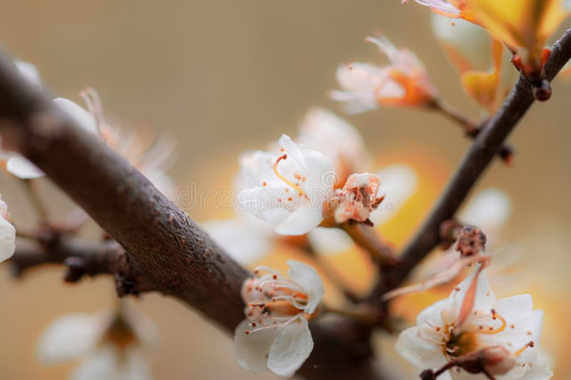 Beautiful Gentle Spring Colours Stock Image - Image of fruit, beautiful ...