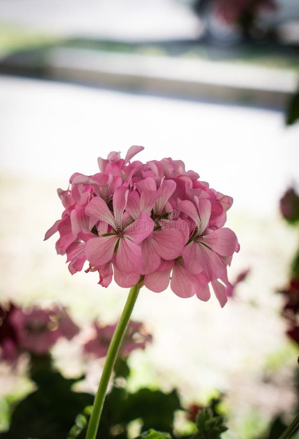 Beautiful Geranium in the Exhibition of Geraniums. Stock Photo - Image ...