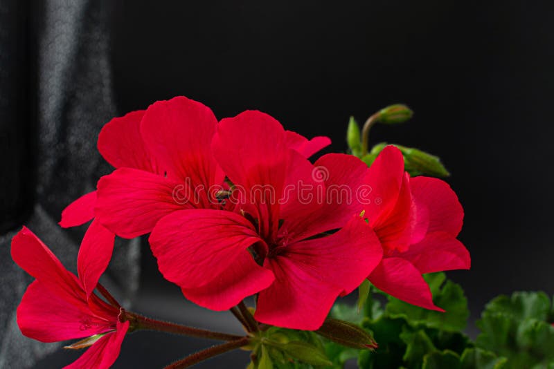 Beautiful geranium flower stock image. Image of bloom - 248396073