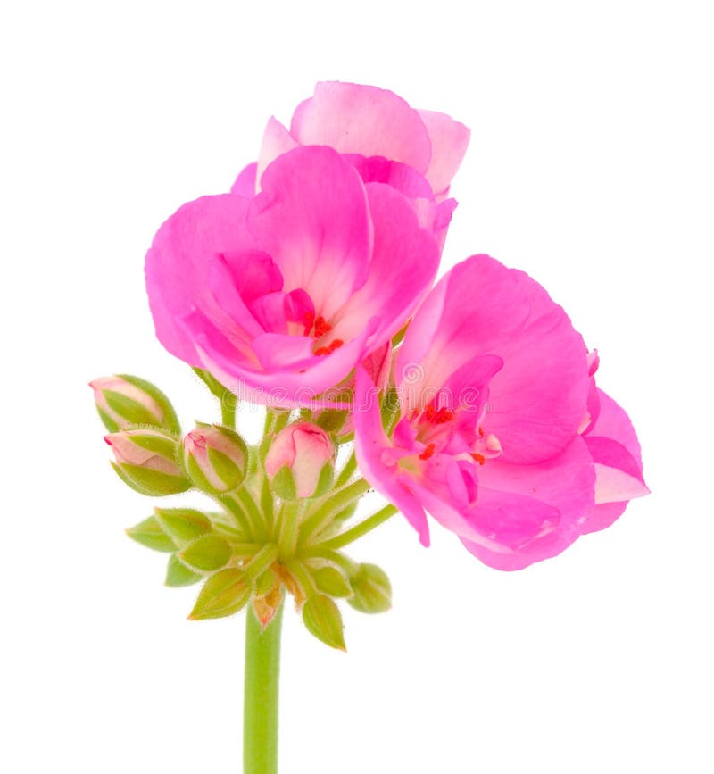 Beautiful geranium flower stock photo. Image of garden - 185209648