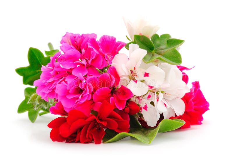 Beautiful geranium flower stock photo. Image of plant - 287758138