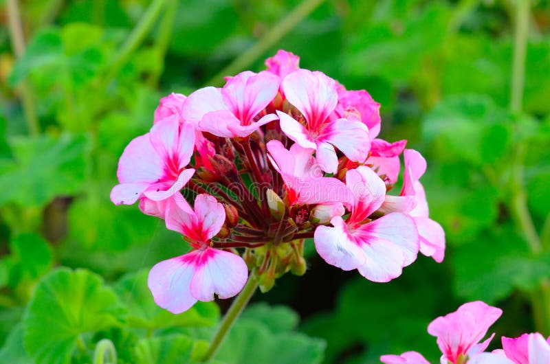 Beautiful geranium stock photo. Image of pink, natural - 81156066