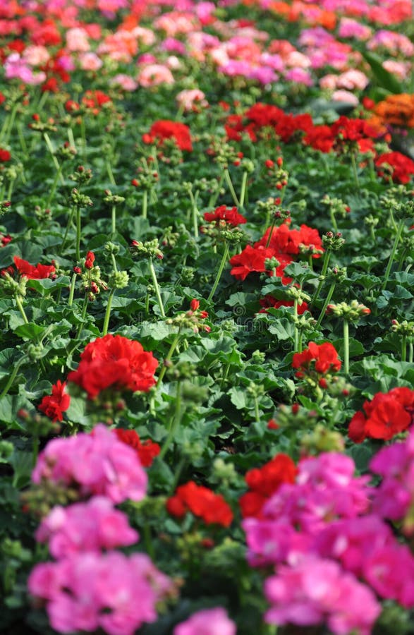Beautiful geraniums stock image. Image of geranium, bloom - 27643147