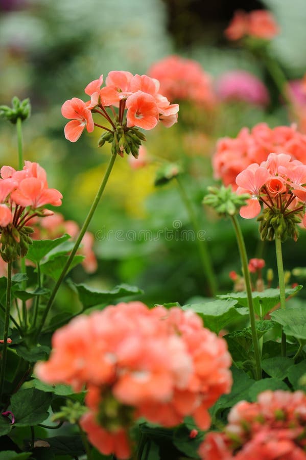 Beautiful Geraniums Flower in Nature Stock Photo - Image of flower ...