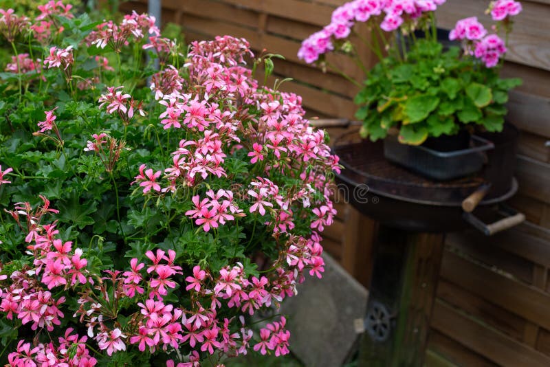 Beautiful Geraniums in a Pot in the Garden Stock Photo - Image of ...