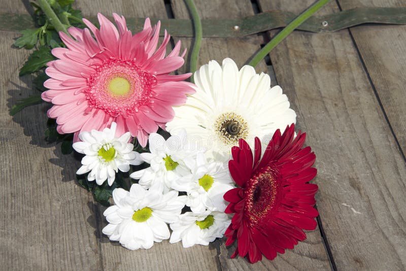 Beautiful gerber stock image. Image of digital, purple - 81238843