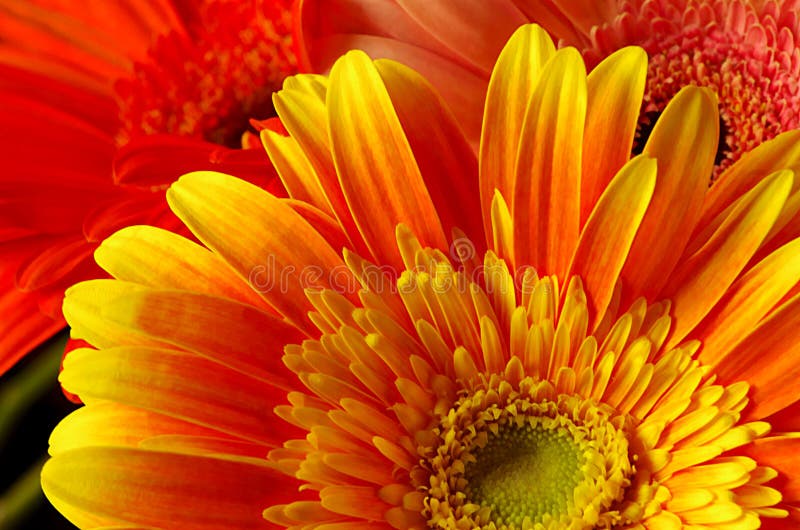 Beautiful Red Gerber on the White Backgraund Stock Photo - Image of ...