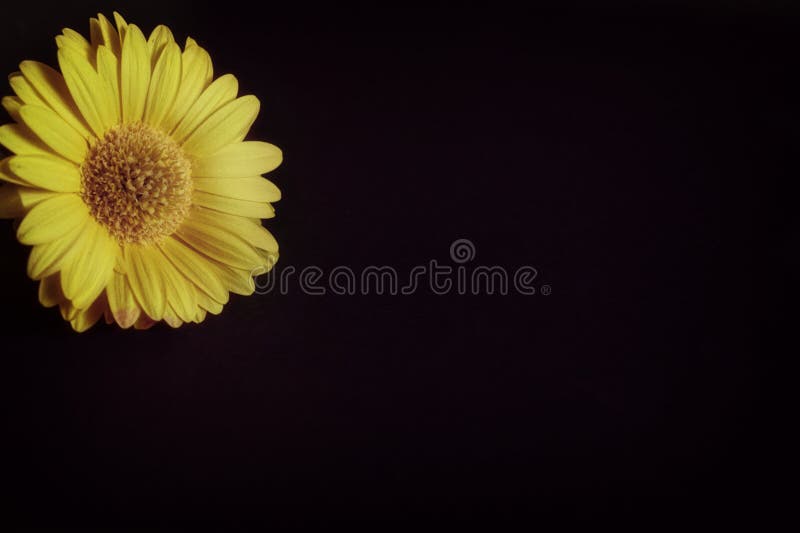 Beautiful Gerbera on Black Background. Stock Photo - Image of text ...