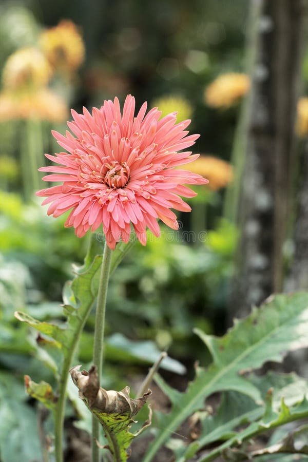 Beautiful Gerbera Flower in Garden Stock Image - Image of summer, close ...