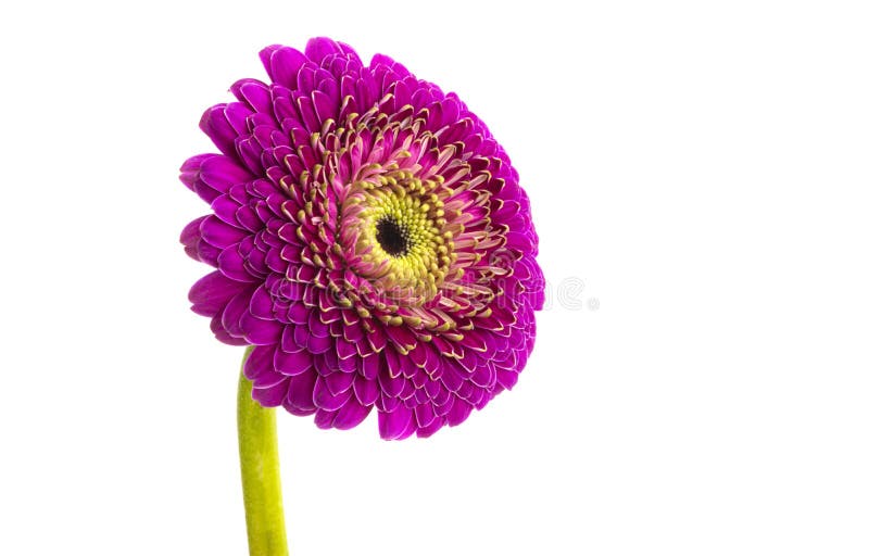 Beautiful Gerbera Flower Isolated Stock Image - Image of blossom ...