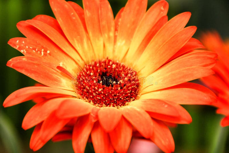 Beautiful Gerbera Flowers in the Garden Stock Photo - Image of flowers ...