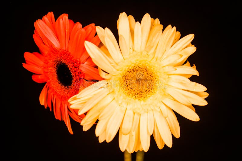 Beautiful Gerbera Flowers of Two Different Colors on Black Background ...