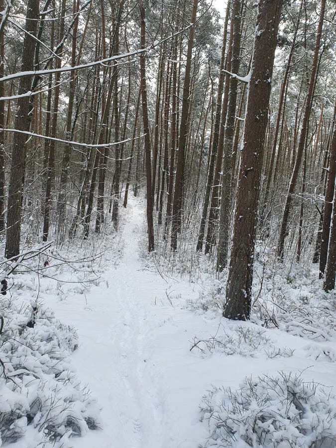 Beautiful German Forest in January Stock Image - Image of flooring ...