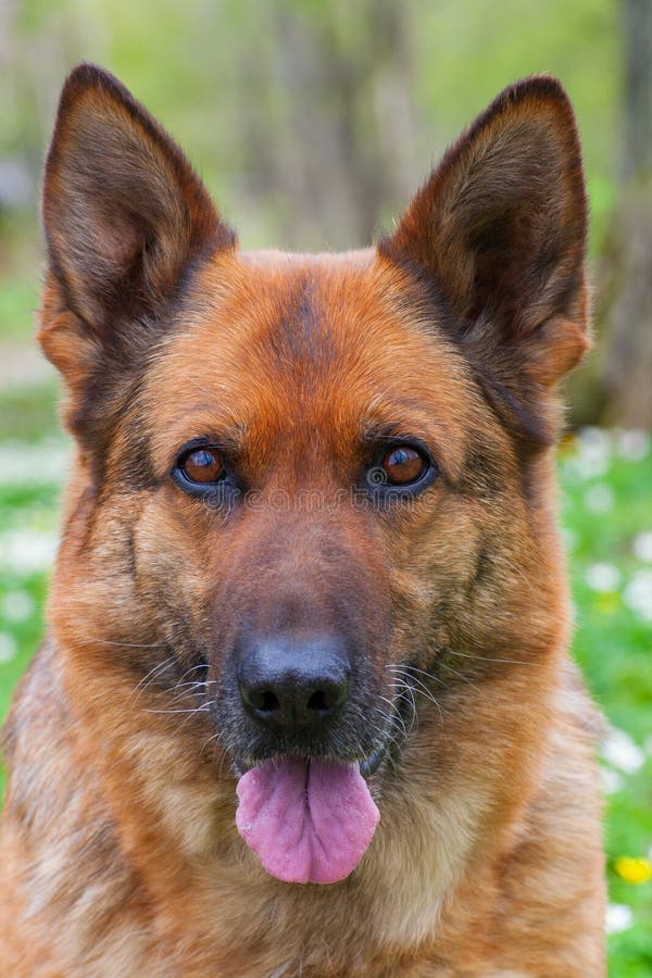 Beautiful German Shepherd in the Forest Stock Photo - Image of outside ...