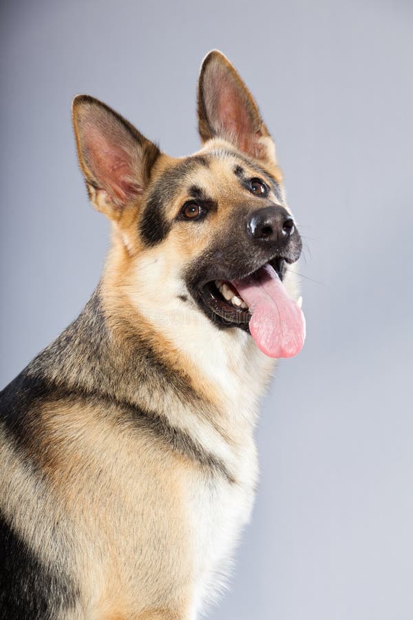 Beautiful German Shepherd Dog Isolated Stock Image - Image of isolated ...