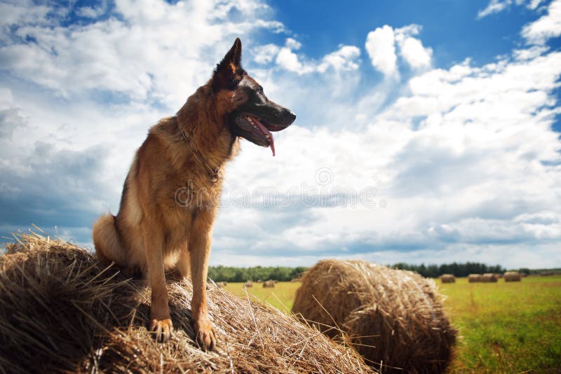 Beautiful German Shepherd Dog Sitting on a Haystack Stock Image - Image ...