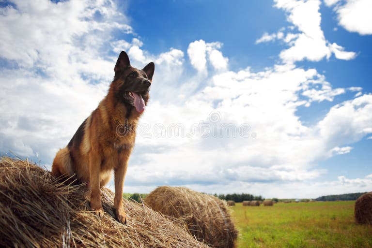 Beautiful German Shepherd Dog Sitting on a Haystack Stock Image - Image ...