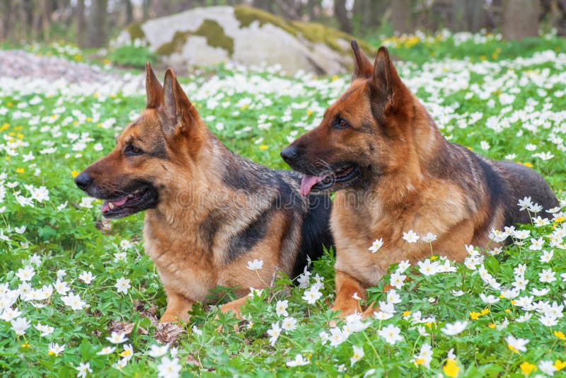 Beautiful German Shepherd Dogs Stock Photo - Image of mammal, outside ...