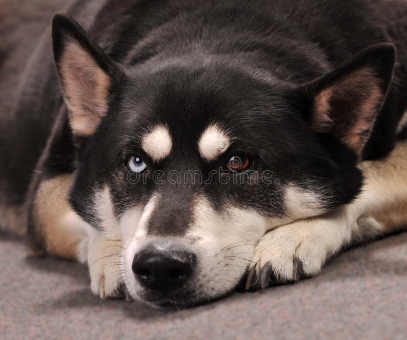 Beautiful German Shepherd Husky Mix Dog Looking Bo Stock Photo - Image ...