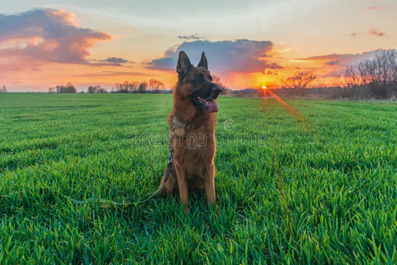 German Shepherd Sitting on Green Grass in a Field at Sunset Stock Image ...