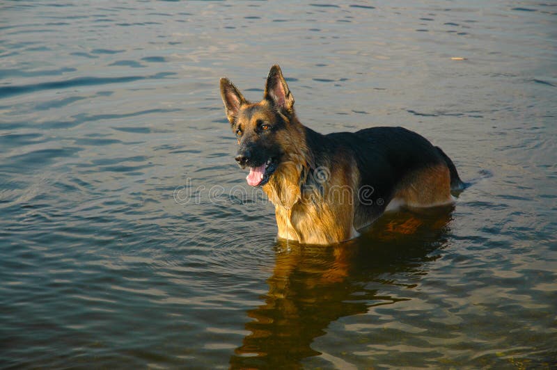 A Beautiful German Shepherd in the Water Stock Photo - Image of ...