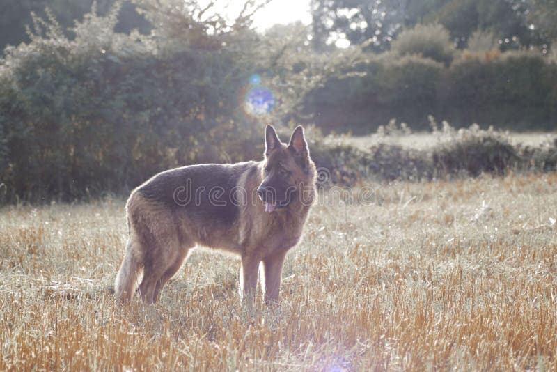 German shepperd in a field stock photo. Image of lens - 244898908