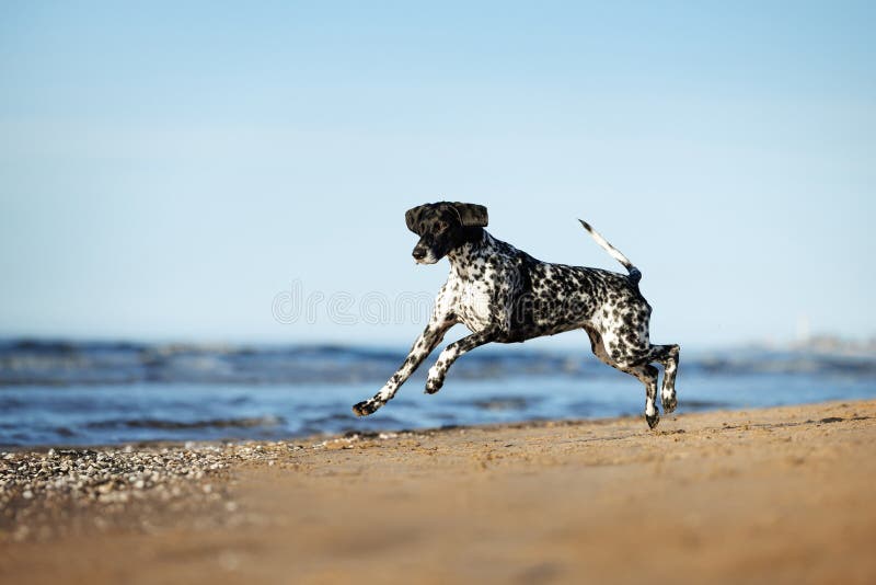 Beautiful German Shorthaired Pointer Dog Running Beach Stock Photos ...