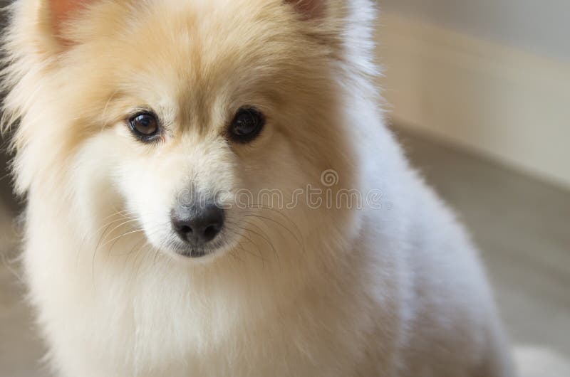 Beautiful German Spitz dog stock image. Image of friend - 210718349