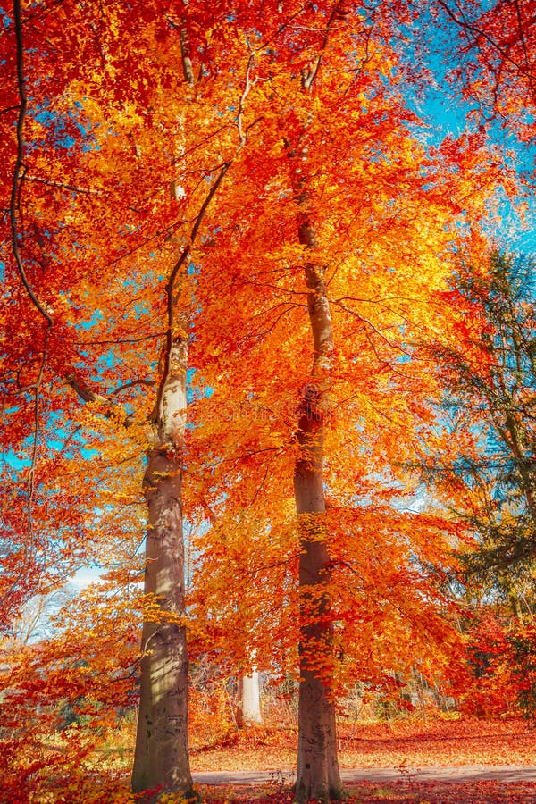 Beautiful Germany Landscape in Autumn Stock Image - Image of european ...