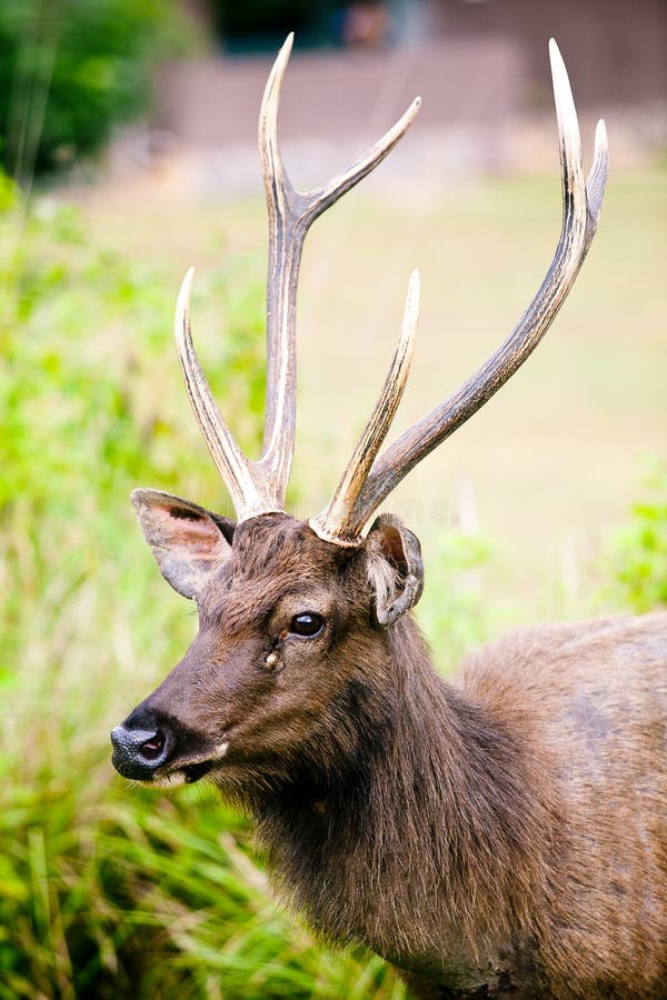 38,562 Geweih Fotos - Kostenlose und Royalty-Free Stock-Fotos von ...
