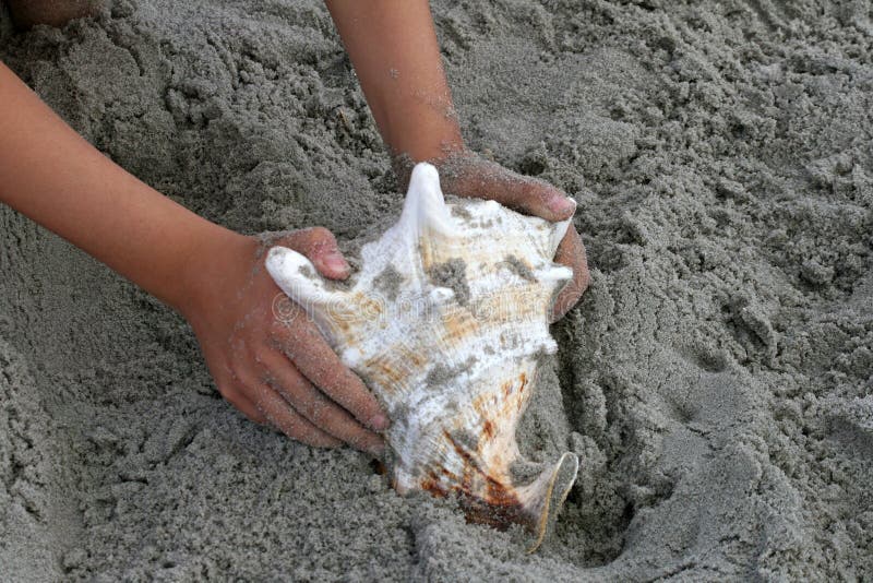 Beautiful giant sea shell stock photo. Image of collection - 2733302
