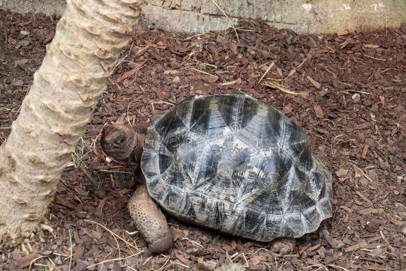 Giant Tortoise with Black Patterned Shell in the Ground Relaxing Stock ...