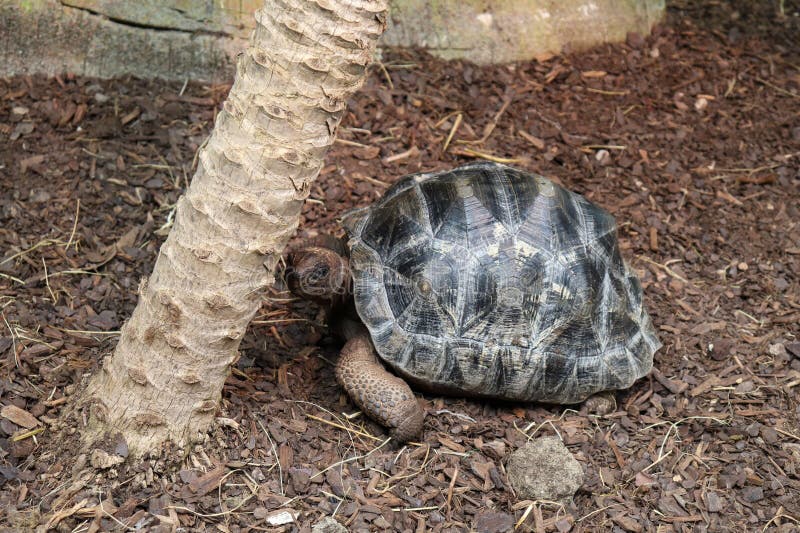 Giant Tortoise with Black Patterned Shell in the Ground Relaxing Stock ...