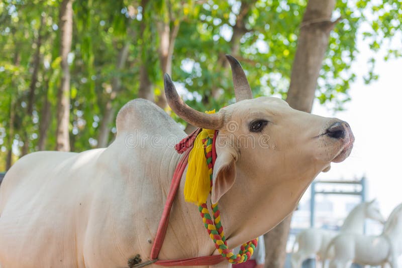 A Beautiful Giant White Cow is Crying Stock Photo - Image of meadow ...