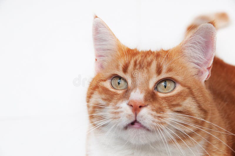 Beautiful ginger cat stock image. Image of pets, looking - 38599679